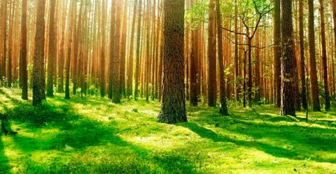 Edison Next | Edison Next